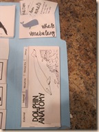 Dolphin and Whales Lapbook - Confessions of a Homeschooler